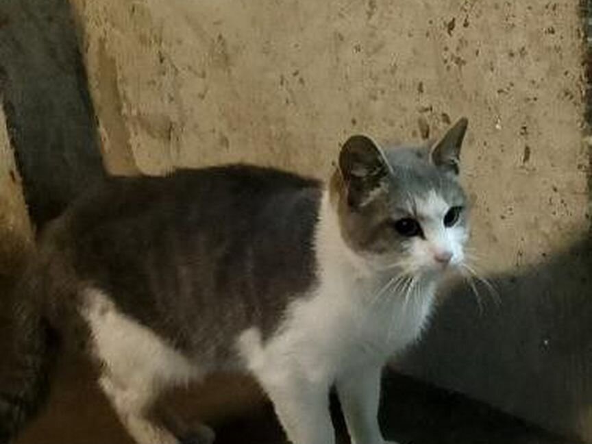 Котик в холодном гараже