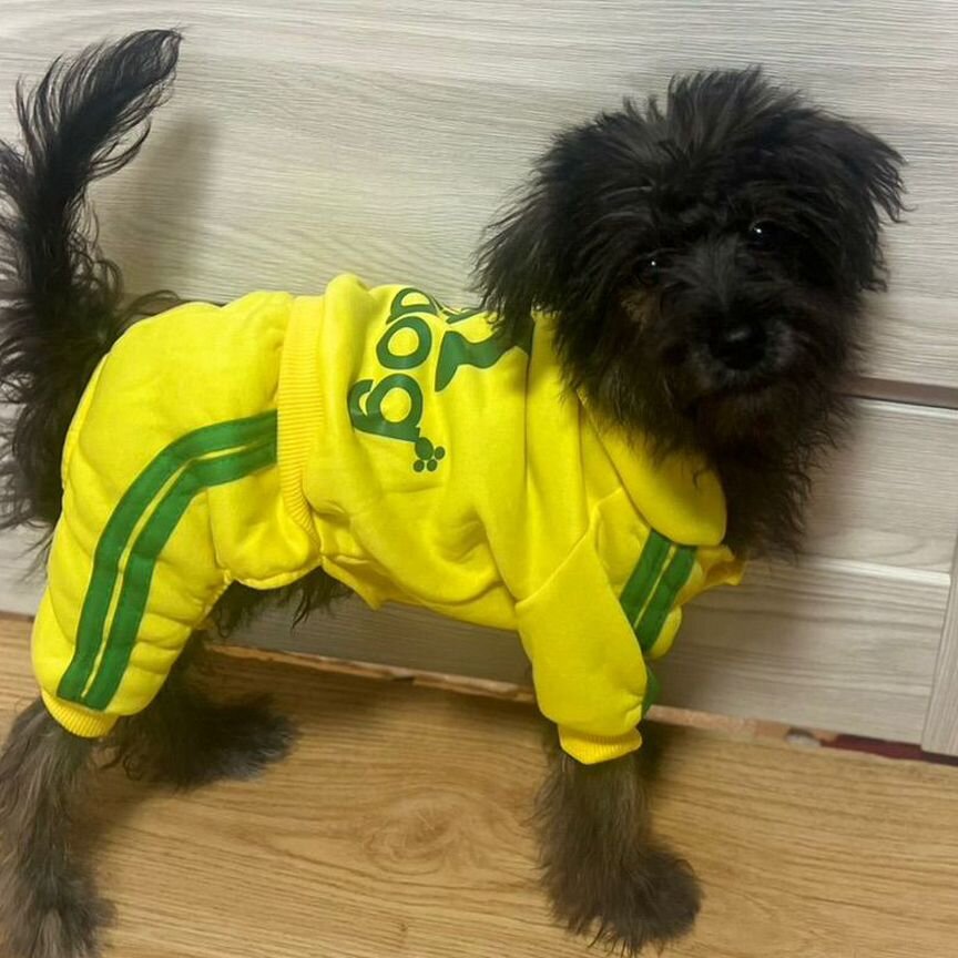 Мальтипу, щенок