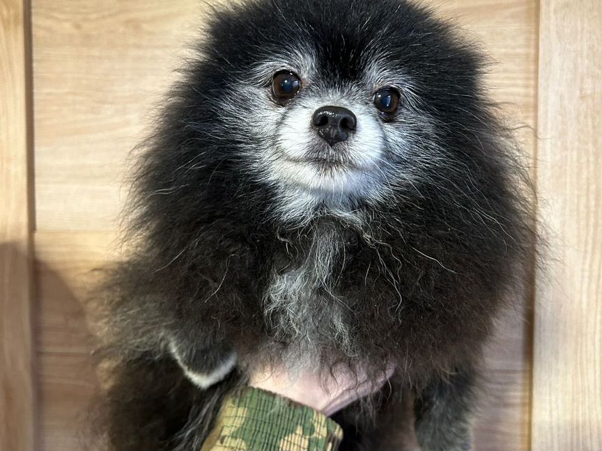 Шпиц девочка