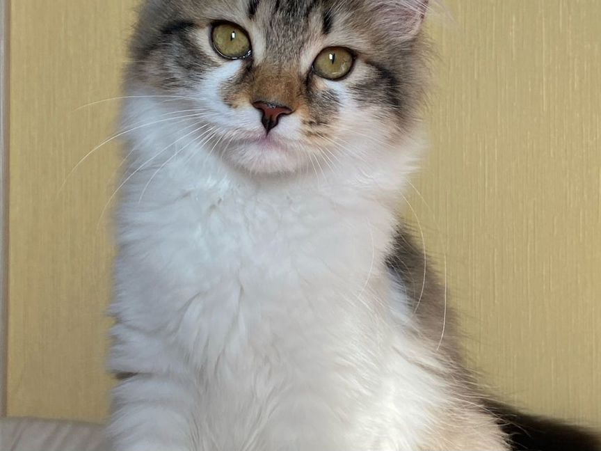 Сибирские котята