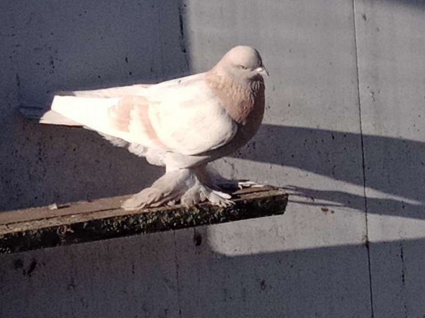 Узбеки и такла