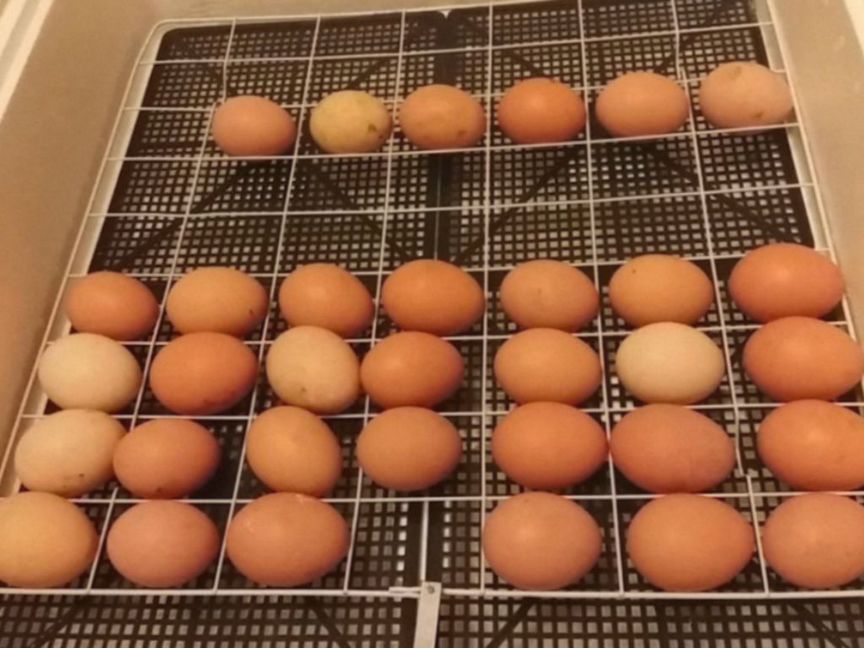 Инкубационные яйца кур и бройлеров