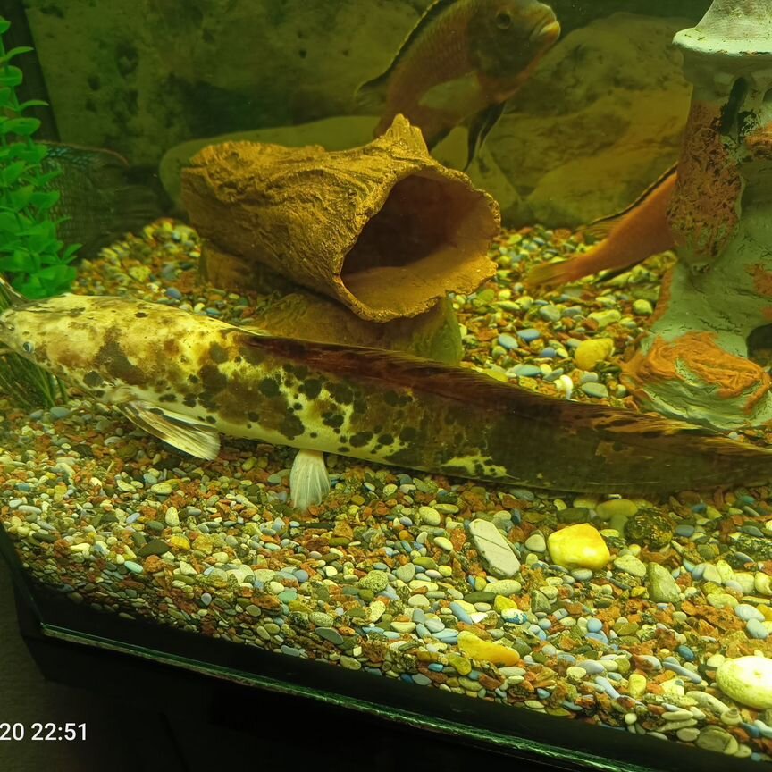 Ангольский клариус