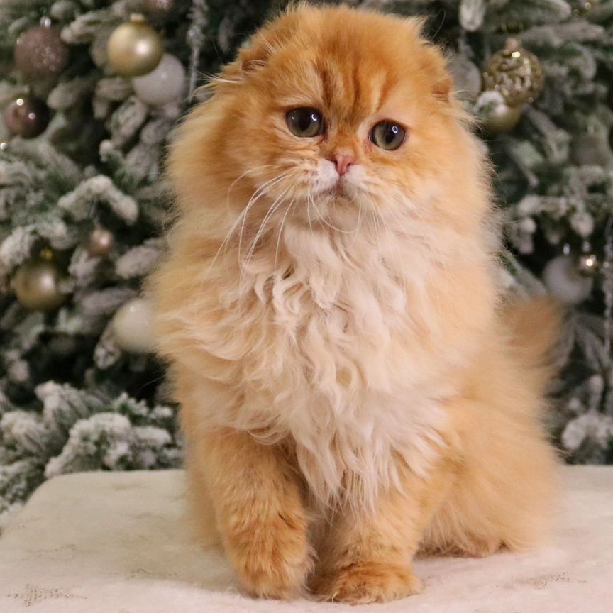 Золотой вислоухий котенок