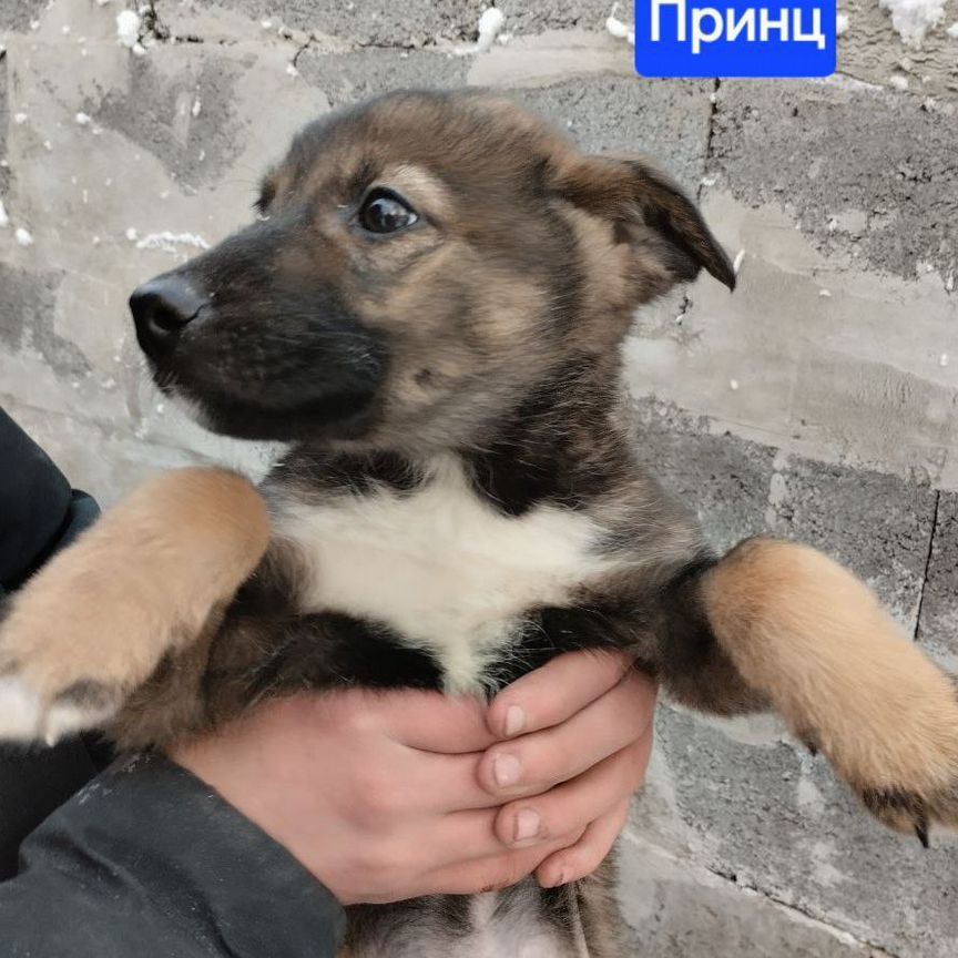 Щенок в добрые руки
