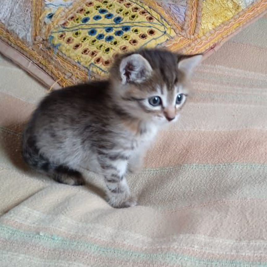 Пушистик ищет дом