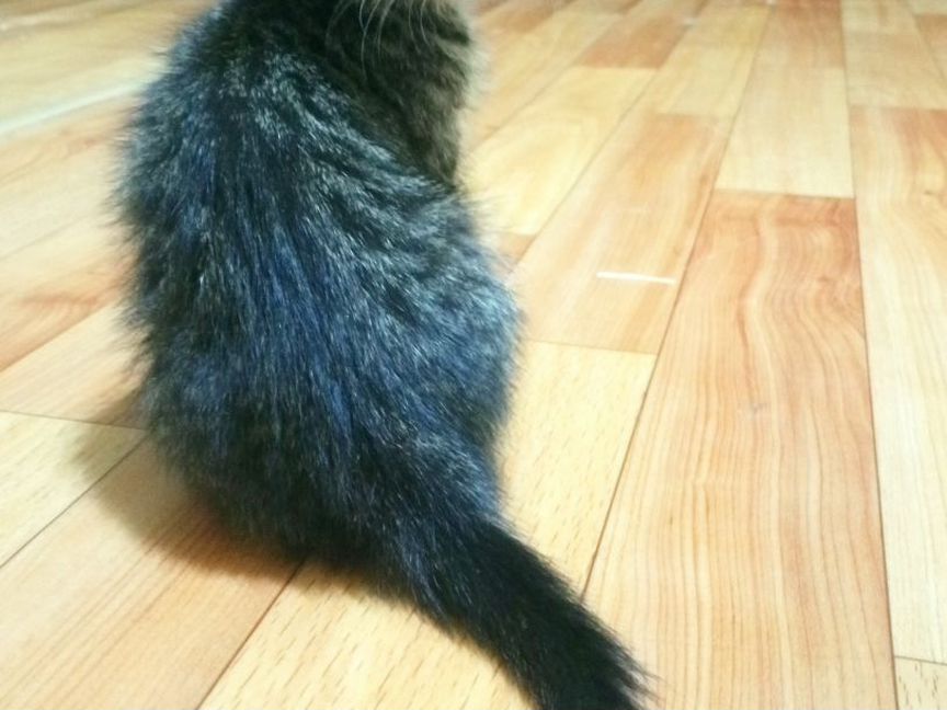 Котенок девочка 1.5 месяца