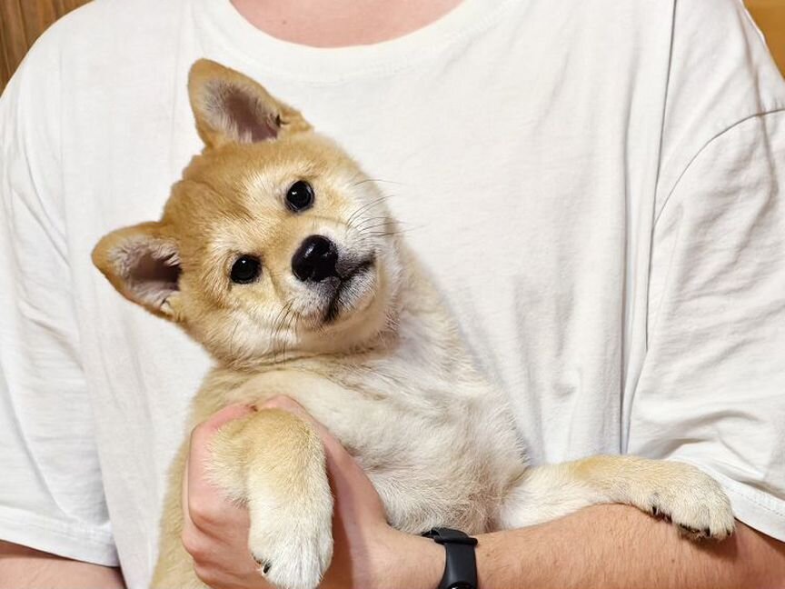 Рыжулька. Сиба ину