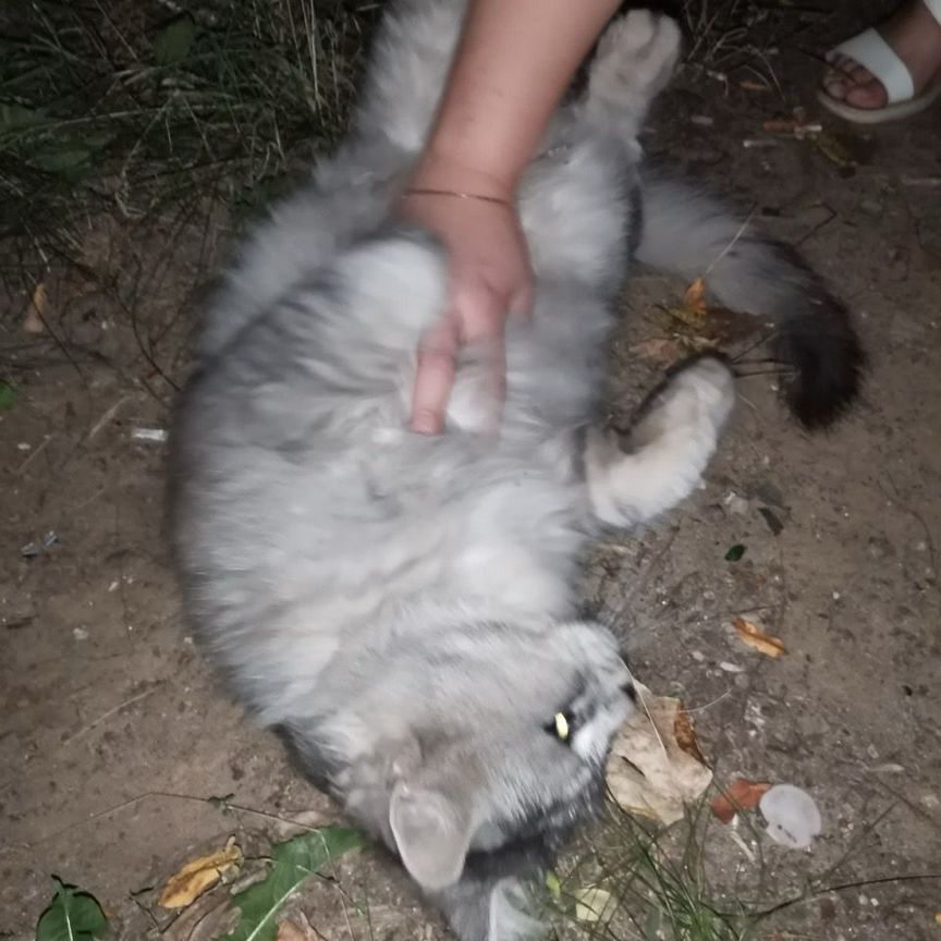 Кот хочет найти дом