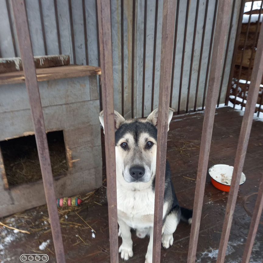 Отдам собаку в добрые руки