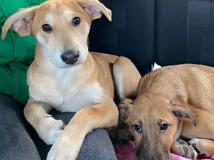 Щенки в поисках дома