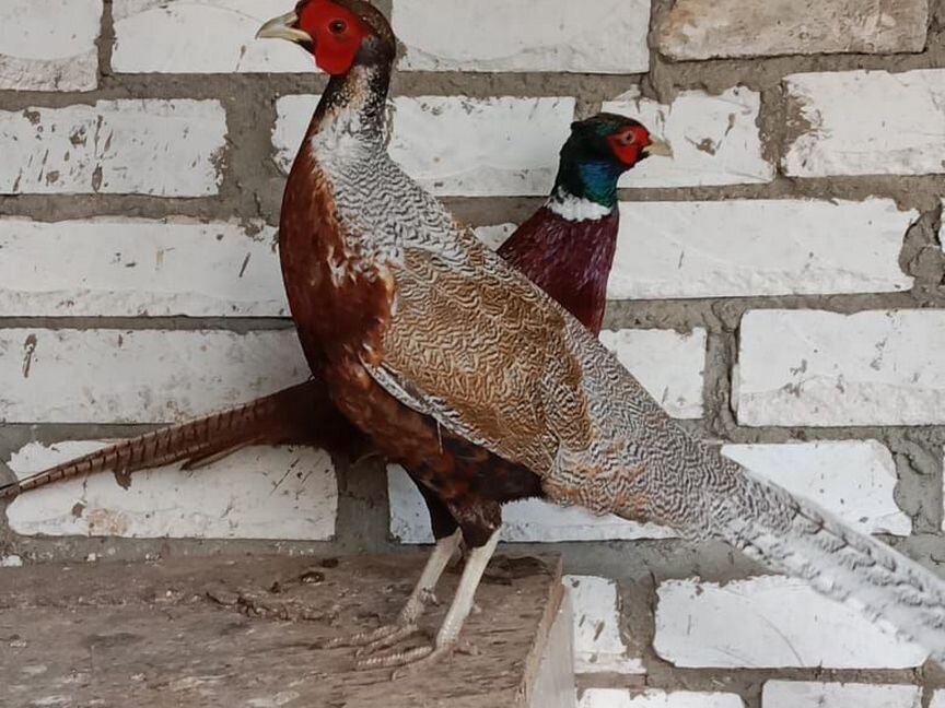 Самцы охотничьего фазана