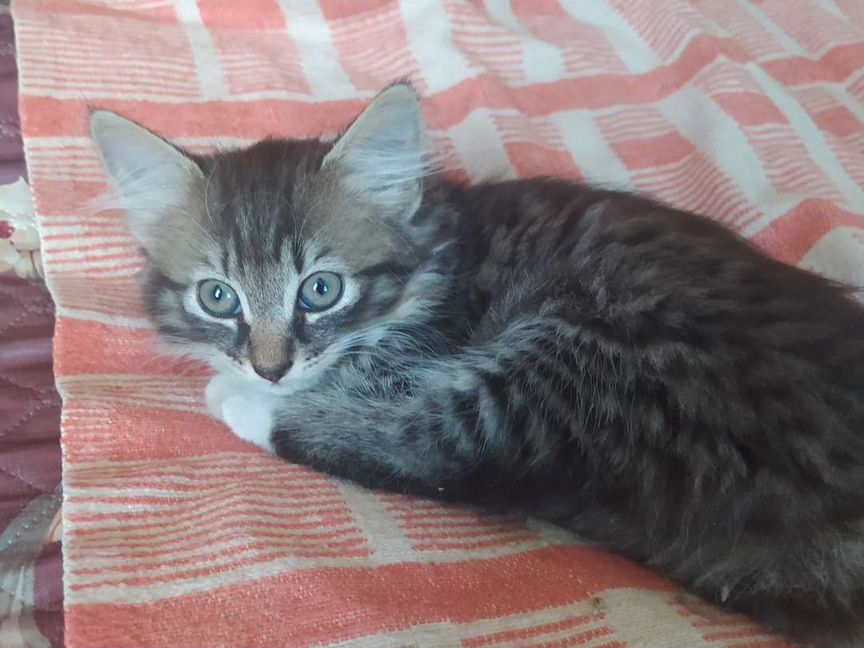 Котик бесплатной