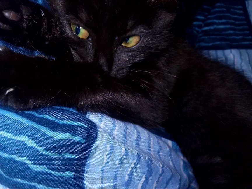 Котенок в добрые руки
