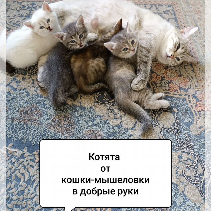 Котята от кошки-мышеловки в добрые руки