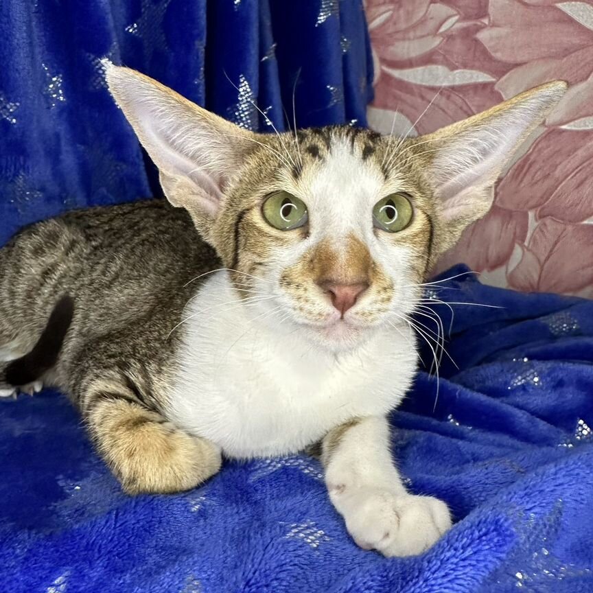 Ориентальные котята в экстрим и современном типе