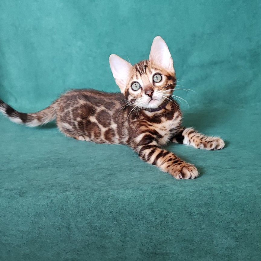 Бенгальские котята клубные