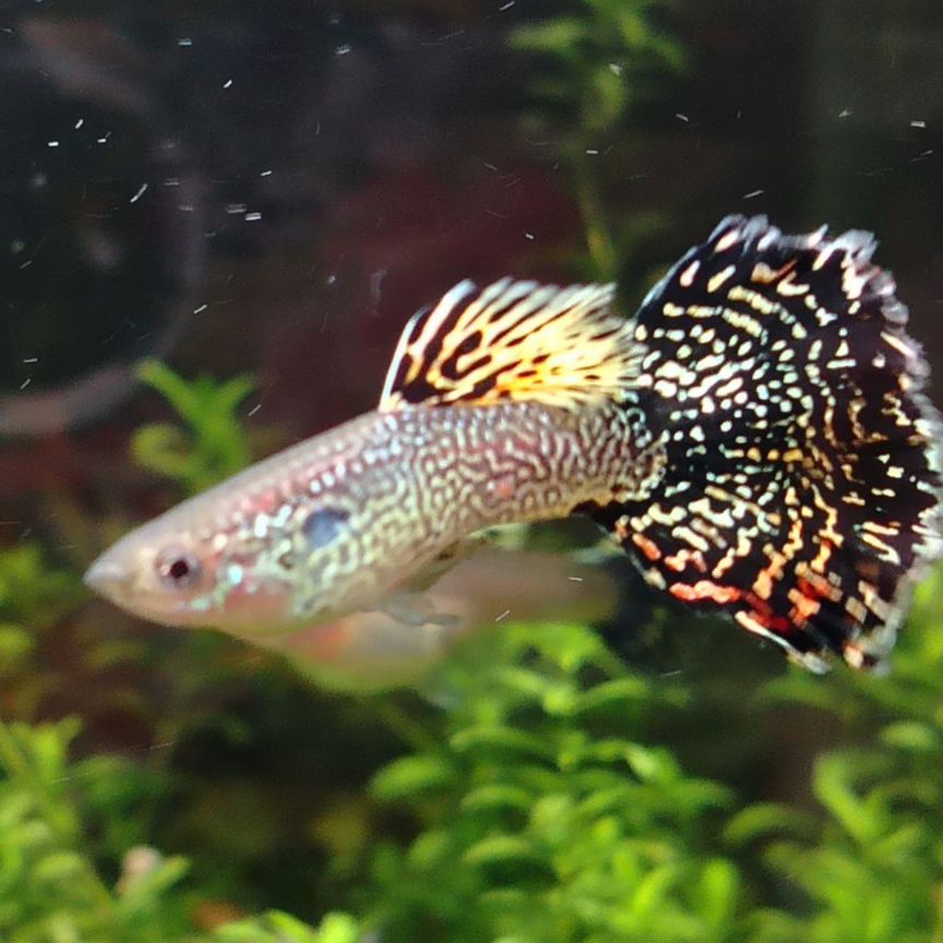 Отдам пистию и мальков гуппи