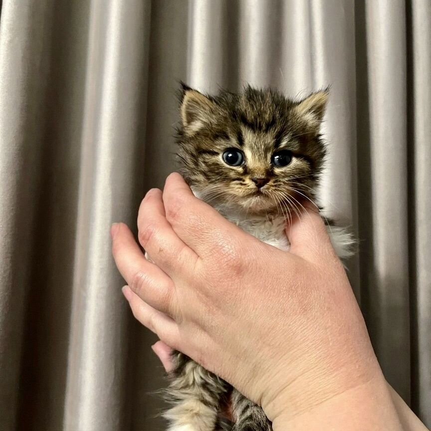 Котята ищут дом