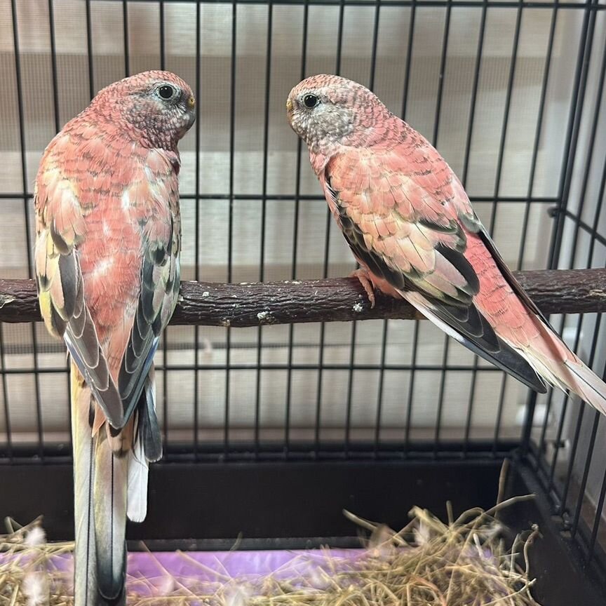 Попугаи боурка