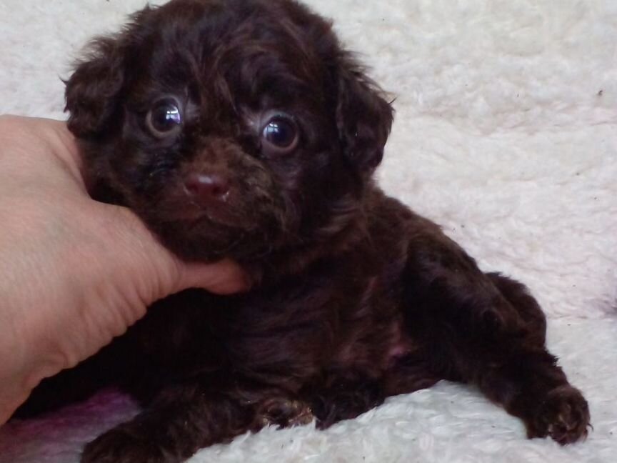 Мальтипу девочка