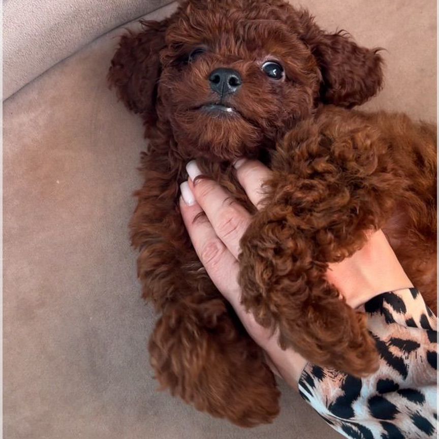 Карликовый пудель, щенок