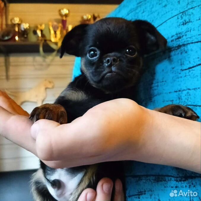 Мальчики чпшки брабики