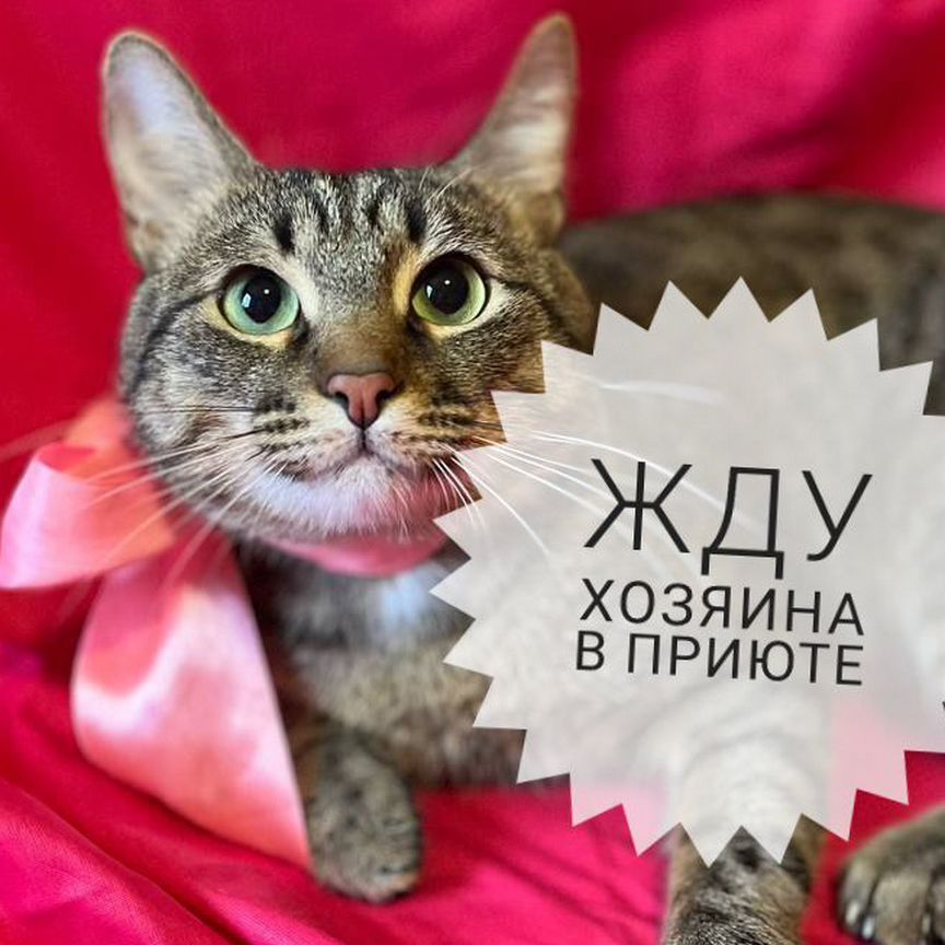 Взрослая, кошка в добрые руки