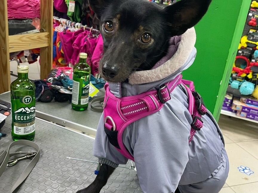 Собака Цаца