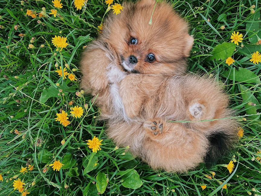 Шпиц суперминики