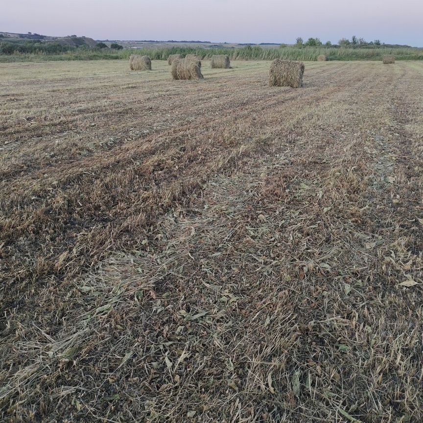 Продам сено в рулонах