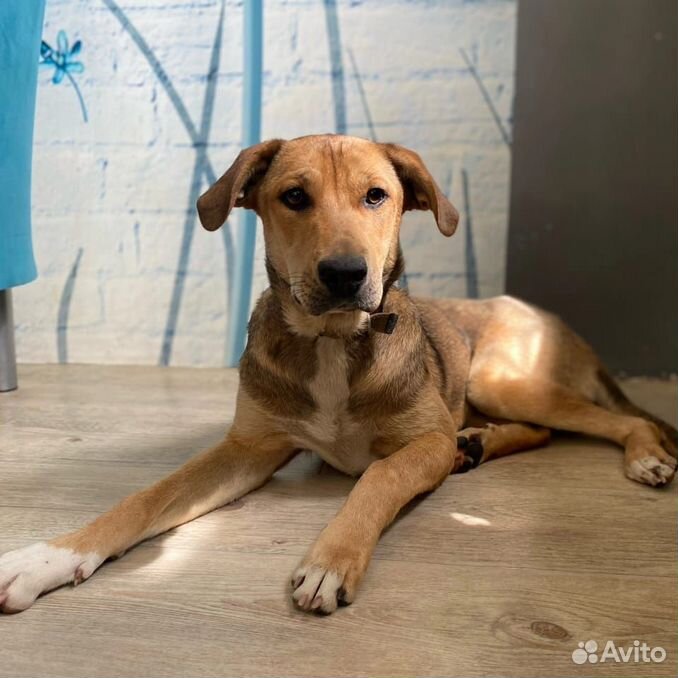 Ищет дом собака Лея