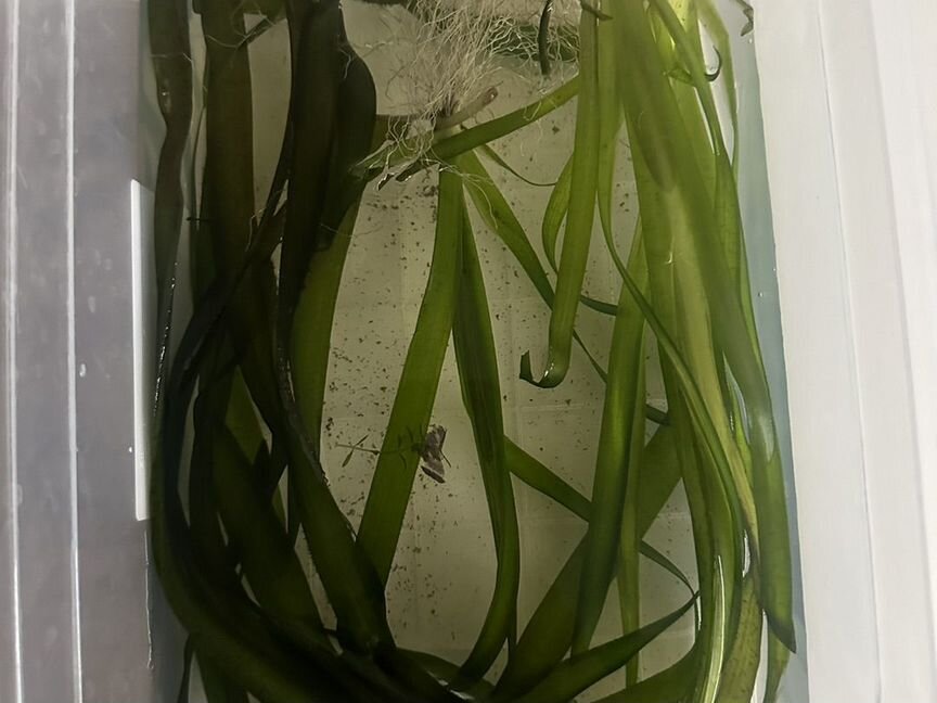 Валиснерия