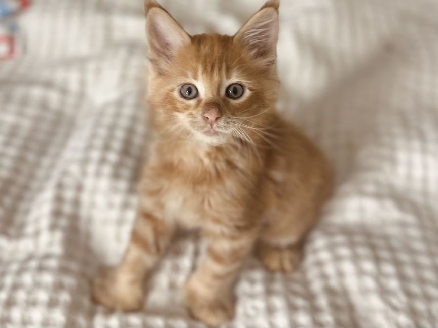 Котёнок Мейн-Кун