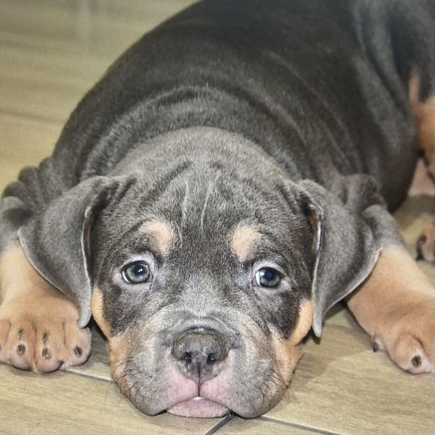 Американский булли