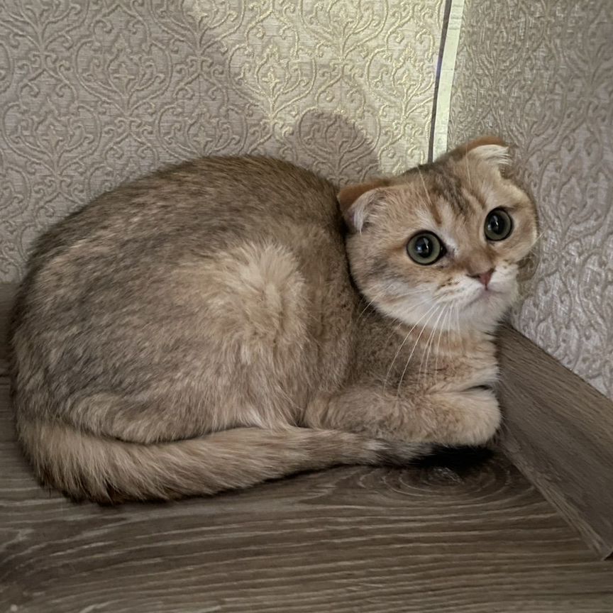 Кот шотландцы вислоухие коротколапые