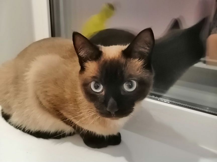 Сиамская кошечка