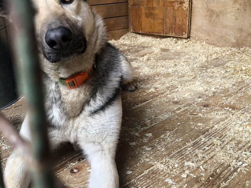 Нежная Дженни грустит в приюте