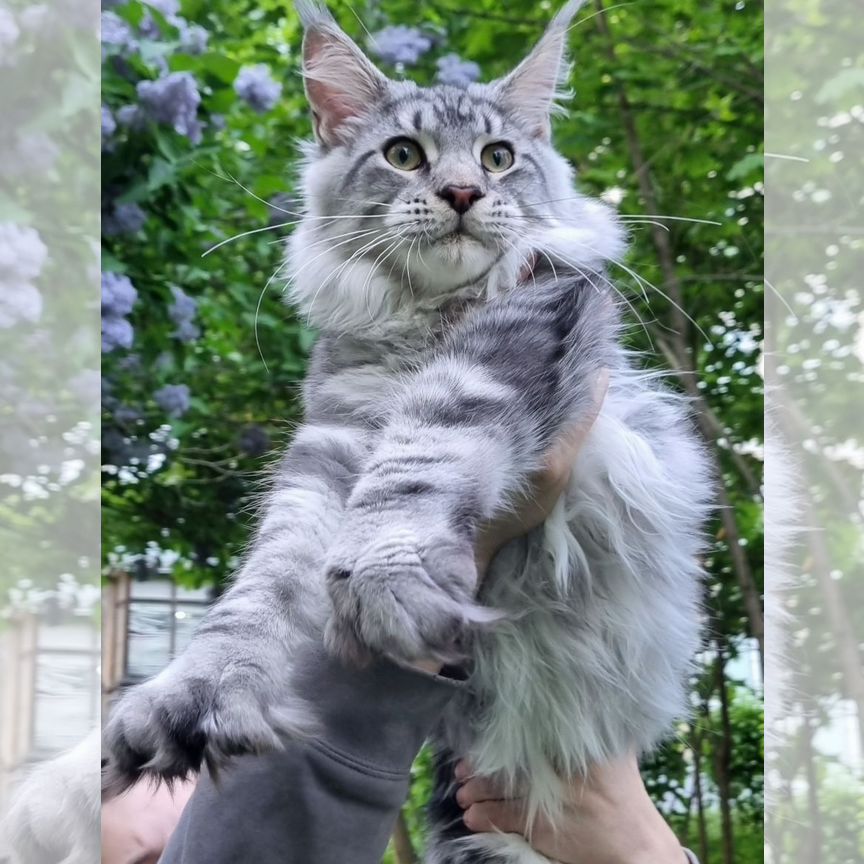 Мейн-кун котёнок
