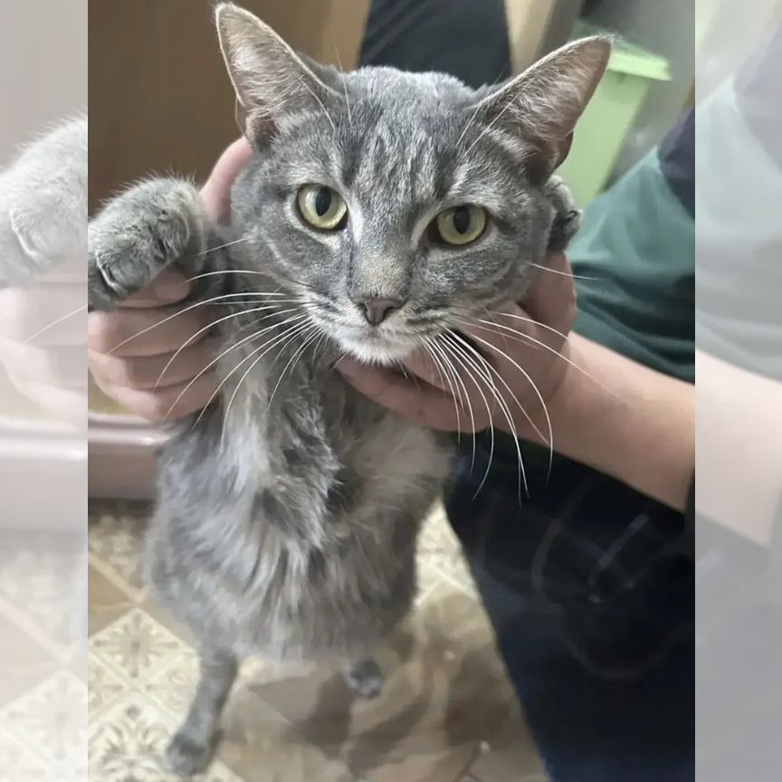 Взрослая, кошка в добрые руки