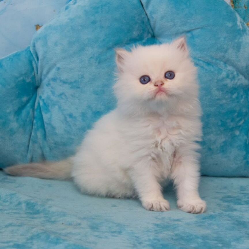 Чистокровные шиншиллы