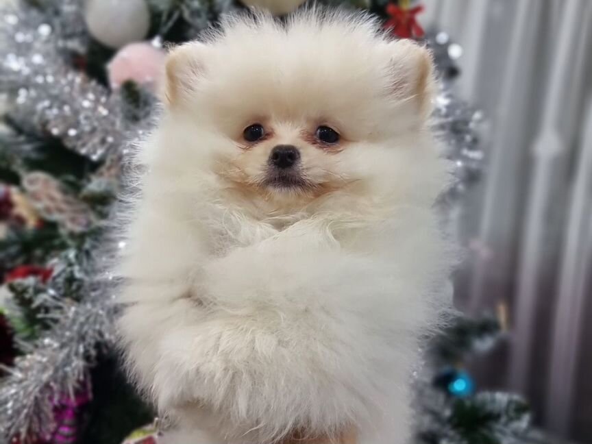 Померанский шпиц