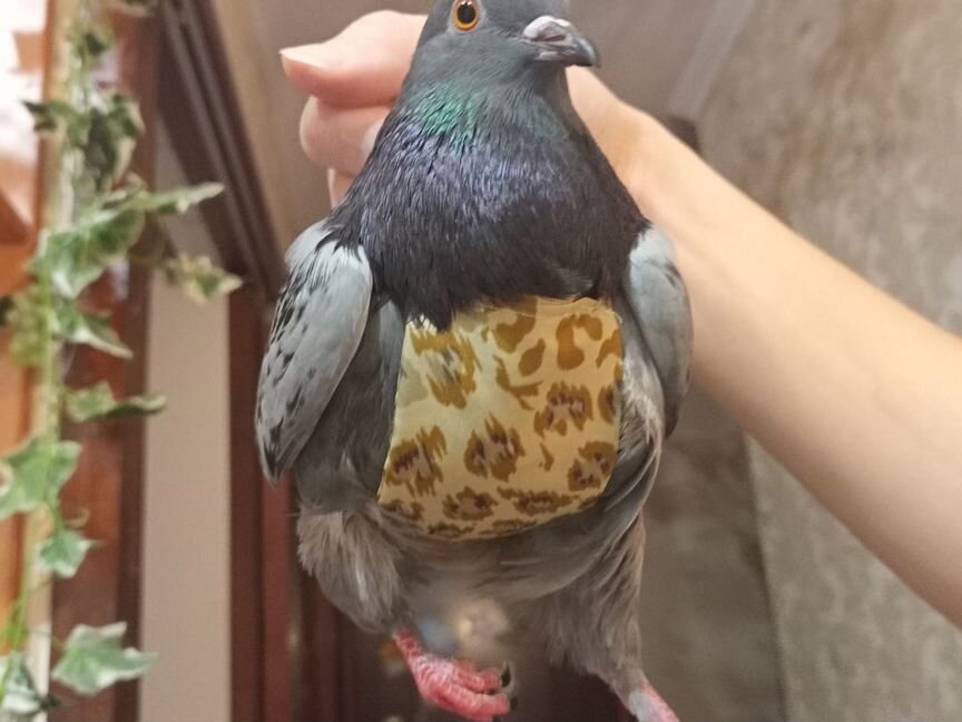 Подгузник для голубя/птиц