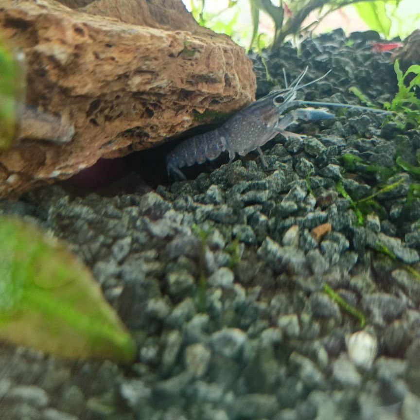 Рак для аквариума