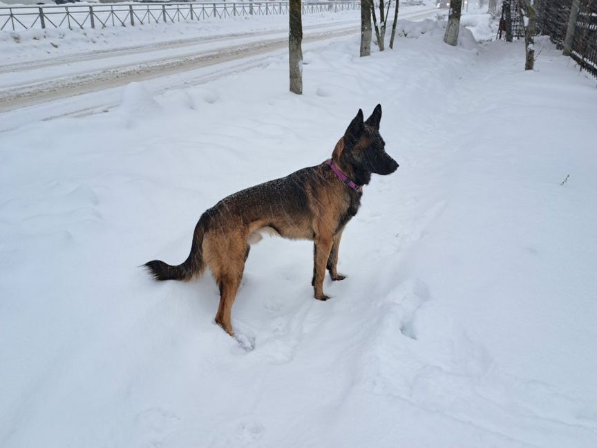 Вязка с Малинуа