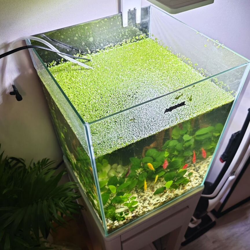 Аквариумные растения