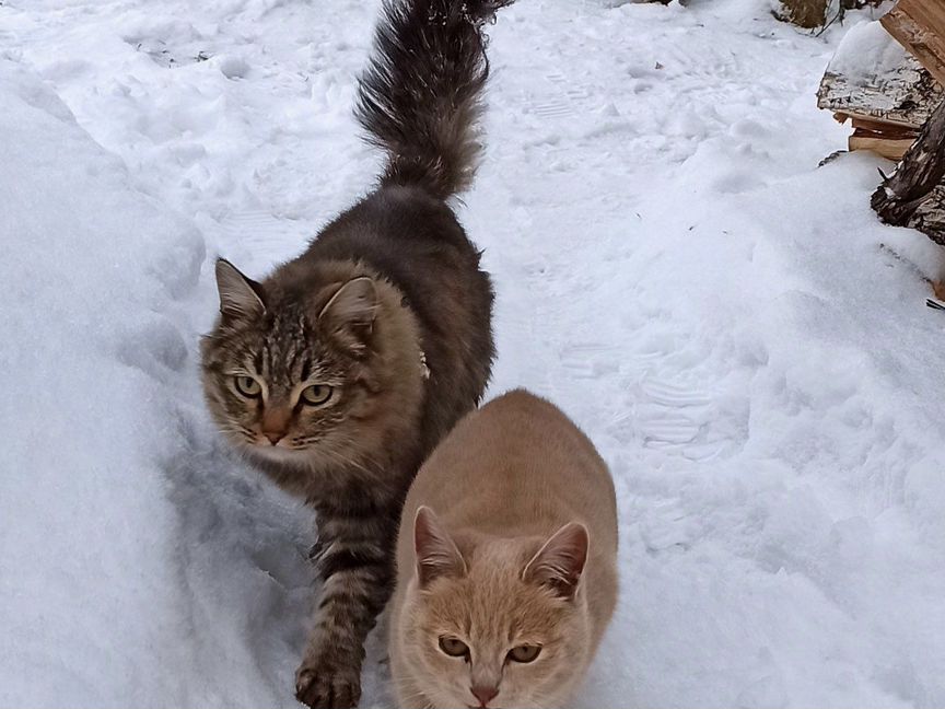Коты кошки погибают в садах нужны дома передержки