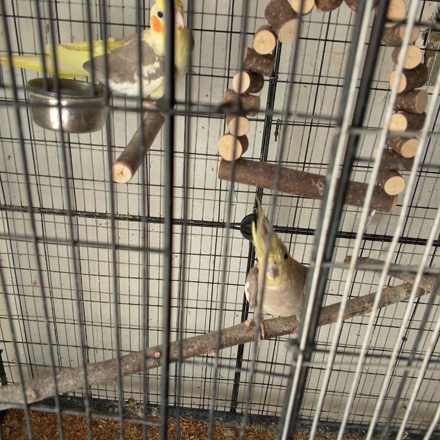 Попугай корелла с клеткой 2 шт, с клеткой