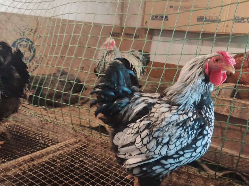 Петух виандот