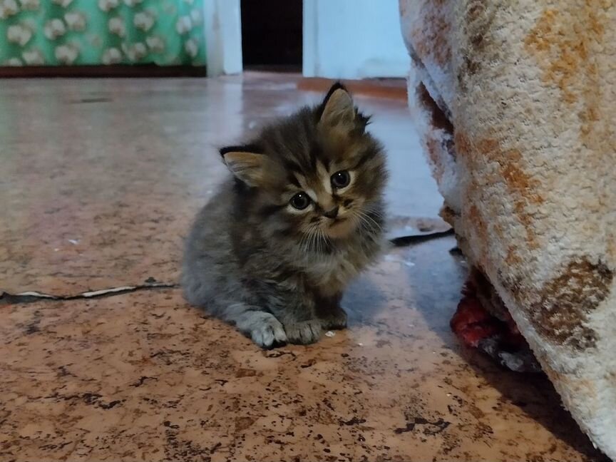 Отдам котенка в добрые руки